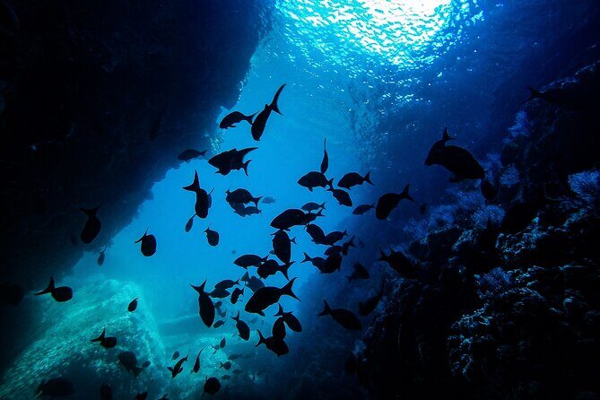 Sea Lion Snorkeling & Island Beach Picnic Espíritu Santo Tour - Who Would Love This Tour?