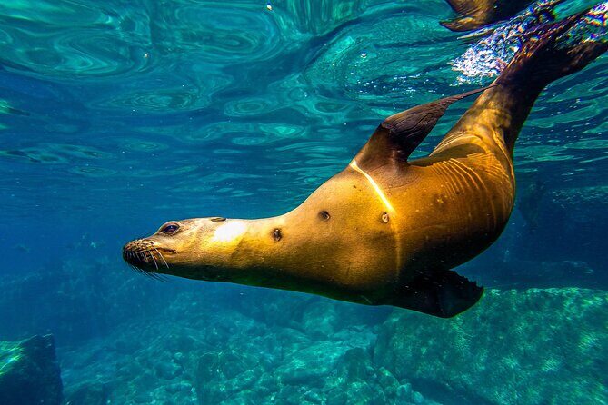 Sea Lion Snorkeling & Island Beach Picnic Espíritu Santo Tour - The Sum Up
