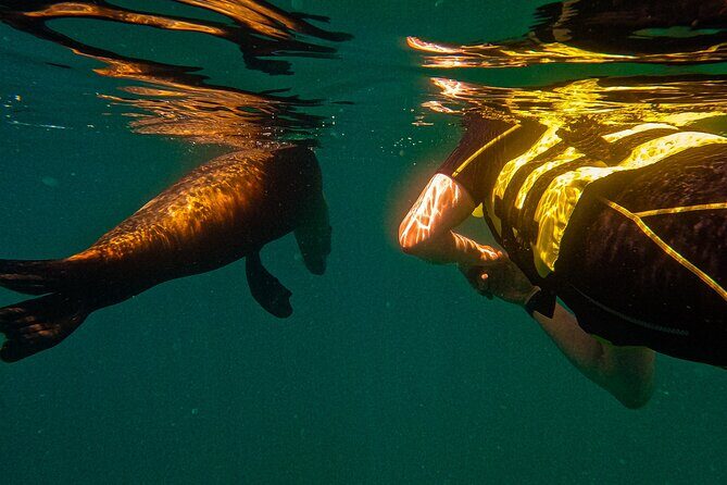 Sea Lion Snorkeling & Island Beach Picnic Espíritu Santo Tour - FAQ