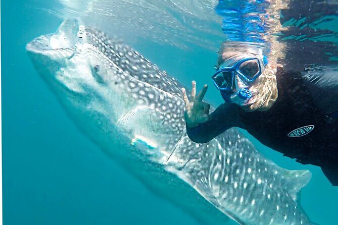Sea of Cortez Combo: Whale Sharks, Sea Lions & Balandra Beach - Introduction: What Makes This Tour Stand Out