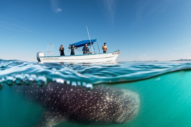 Sea of Cortez Combo: Whale Sharks, Sea Lions & Balandra Beach - The Sum Up