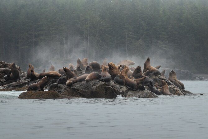 Sea Otter and Whale Watching Tour on Northern Vancouver Island - Setting the Scene: What’s the Tour Really Like?