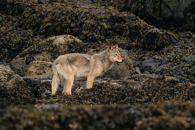 Sea Otter and Whale Watching Tour on Northern Vancouver Island - The Sum Up