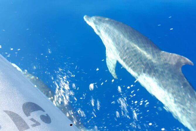 SEA SAFARI Dolphins, Whales, 3h speedboat DISCOVERY-TOUR - The Value & Why It’s Worth It