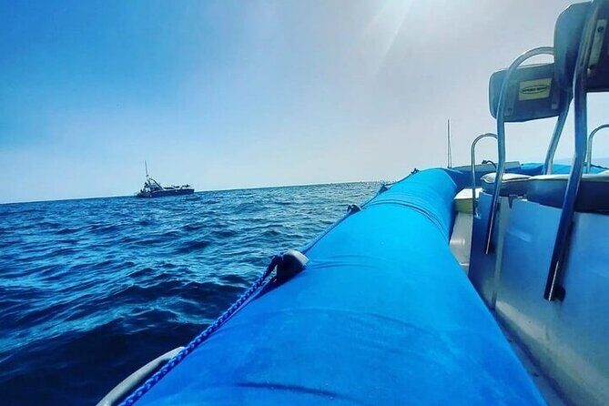 SEA SAFARI Dolphins,Whales, snorkeling, snack, drink, 3h private - The Sum Up