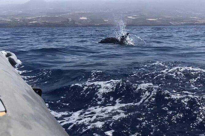 SEA SAFARI Dolphins,Whales, snorkeling, snack, drink, 3h private - FAQ