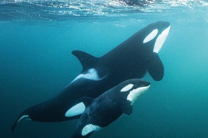 Sea Safari - Explore All The Wonders of The Sea of Cortez