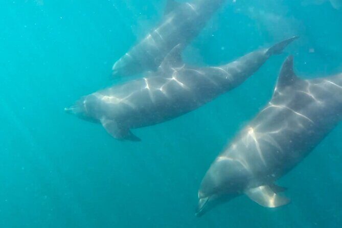 Sea Safari - Explore All The Wonders of The Sea of Cortez - The Ultimate Sea Safari Experience in La Paz