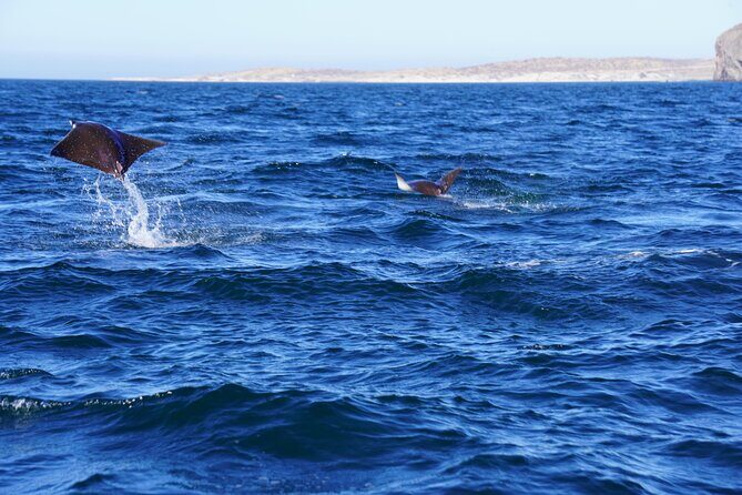 Sea Safari - Explore All The Wonders of The Sea of Cortez