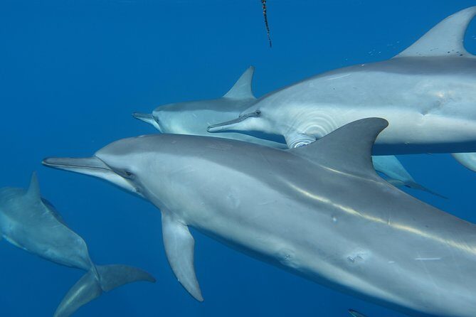 Sea Scooter Jet Snorkeling "Moorea Dream Adventure" - FAQs