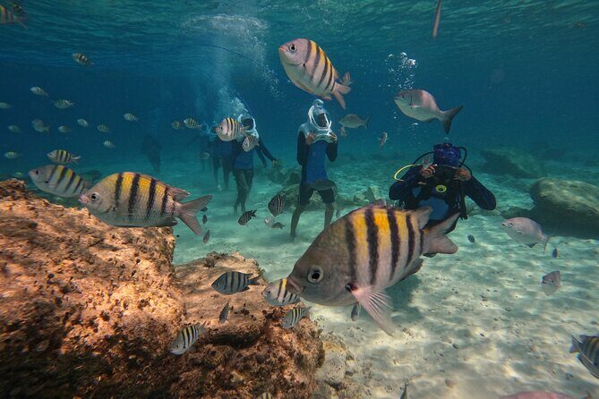 Sea Trek Underwater Walk in Tenerife  No Swimming Required - Key Points
