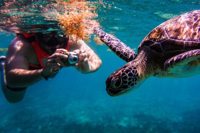 Sea turtle and cenotes half day Snorkeling Tour from Riviera Maya - Who Is This Tour Best Suited For?
