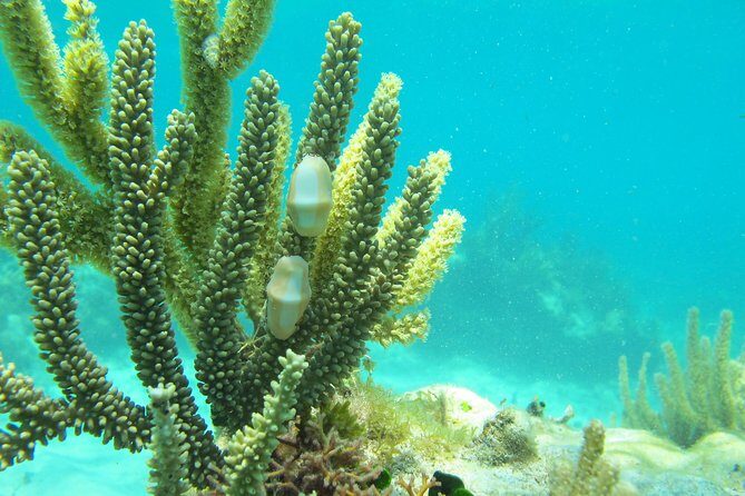 Sea turtle and cenotes half day Snorkeling Tour from Riviera Maya - FAQ