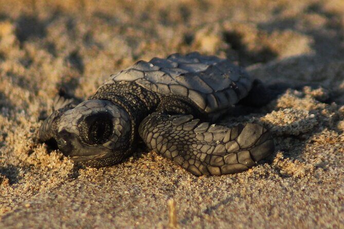 Sea Turtle Release A Puerto Vallarta Conservation Adventure - Key Points