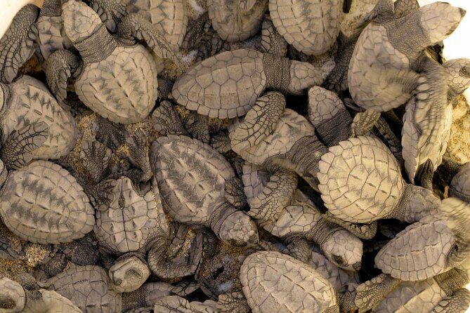 Sea Turtle Release A Puerto Vallarta Conservation Adventure - Practical Considerations and Tips