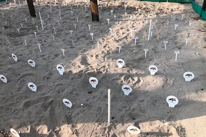 Sea Turtle Release A Puerto Vallarta Conservation Adventure - FAQ