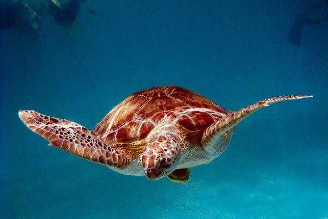 Sea Turtle Sanctuary In Akumal With Cenotes - An In-Depth Look at the Tour Itinerary