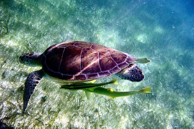 Sea Turtle Sanctuary In Akumal With Cenotes - Frequently Asked Questions (FAQs)
