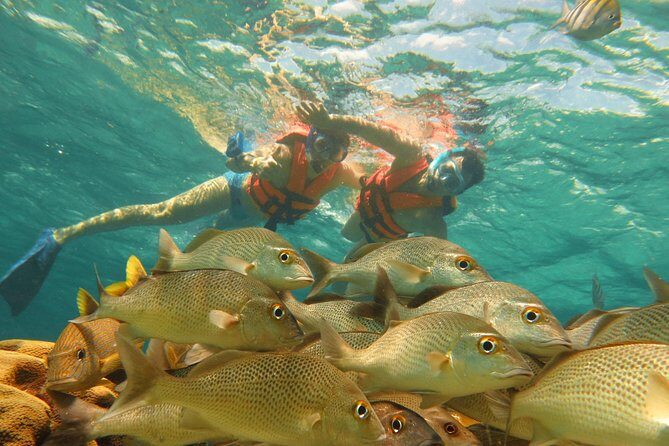 Sea Turtle Snorkeling Ecofriendly Tour from Cancun & Riviera Maya - Practical Aspects and Value