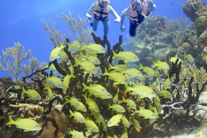 Sea Turtle Snorkeling Ecofriendly Tour from Cancun & Riviera Maya - Final Thoughts: Who Will Love This Tour?