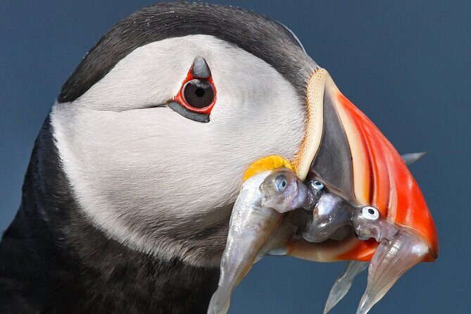 Seabird & Seal Farne Islands Cruise. 1.5 hours long. Departing from Seahouses. - Wildlife and Nature: What You’ll Likely See
