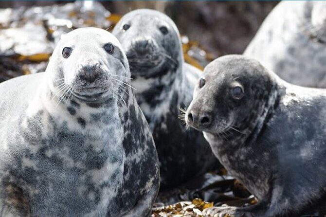 Seabird & Seal Farne Islands Cruise. 1.5 hours long. Departing from Seahouses. - Who Is This Tour Best For?