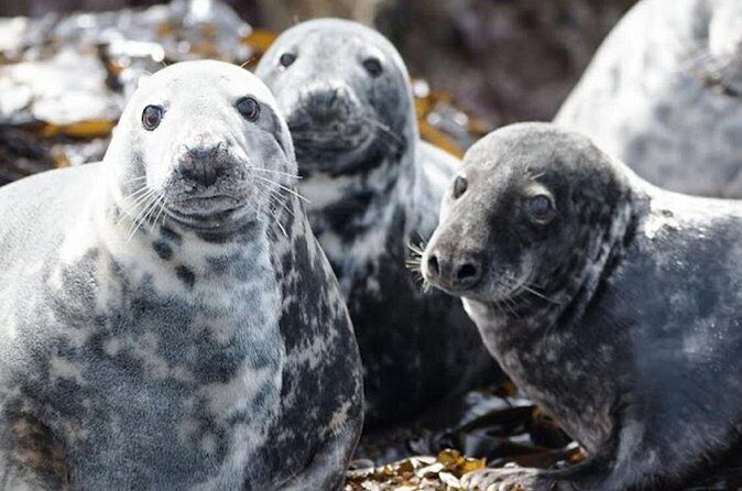 Seabird & Seal Farne Islands Cruise. 1.5 hours long. Departing from Seahouses. - FAQ