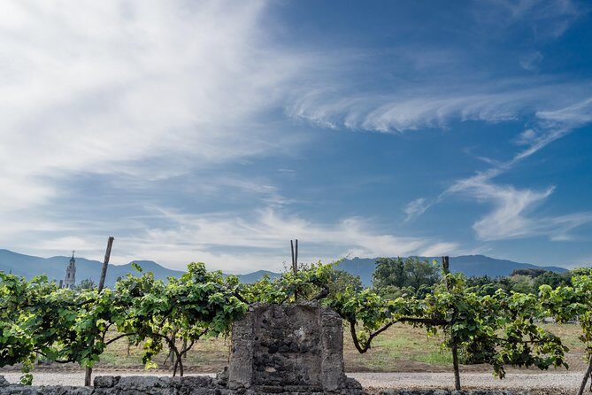 Seafood Lunch & Wine Tasting with Scenic Golf Cart Tour - Exploring the Heart of Pompeii’s Wine Region