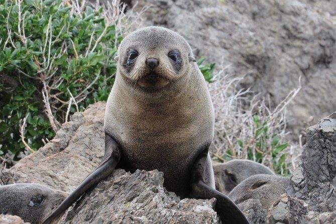 Seal Coast Safari - Exclusive access to Wellington's secret coast - Key Points
