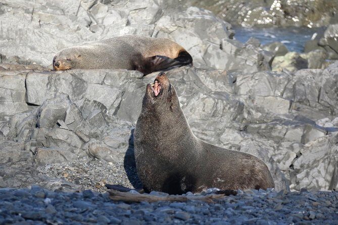 Seal Coast Safari - Exclusive access to Wellington's secret coast - Who Is This Tour Best For?