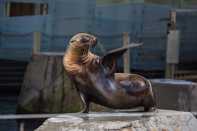 Seal Experience at Melbourne Zoo - excl. entry - Key Points