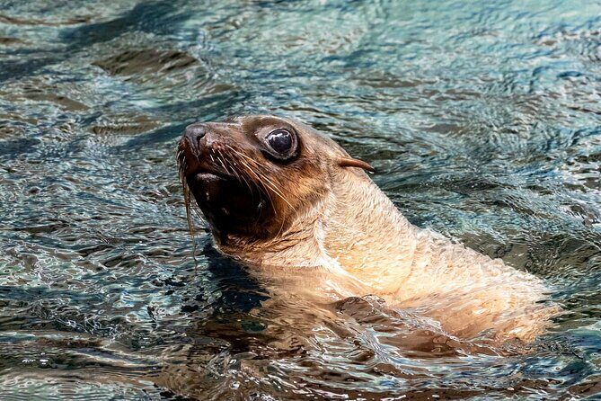 Seal Experience at Melbourne Zoo - excl. entry - What to Expect from the Seal Experience