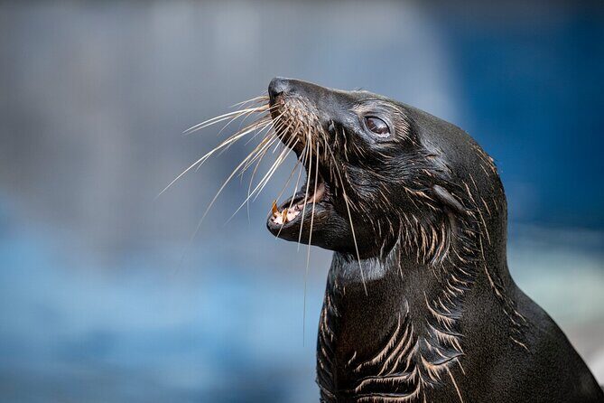 Seal Experience at Melbourne Zoo - excl. entry - Who will love this experience?