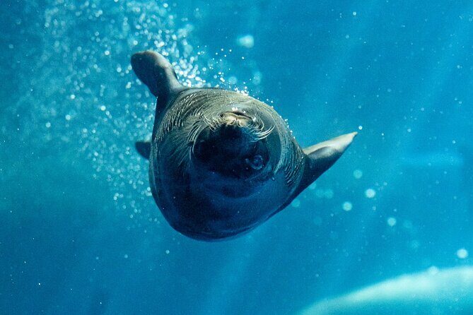 Seal Experience at Melbourne Zoo - excl. entry - The Sum Up