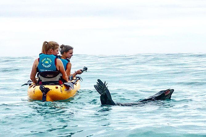 Seal Kayaking Adventure in Kaikoura - Key Points