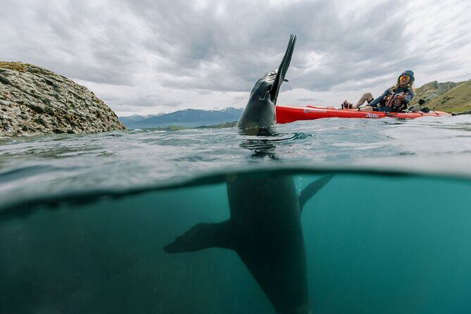 Seal Kayaking Adventure in Kaikoura - FAQs