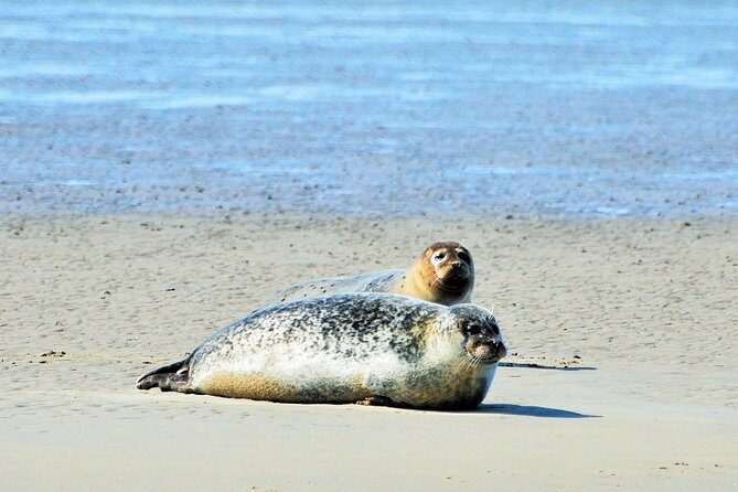 Seal Safari at UNESCO Site Waddensea from Amsterdam - What Makes This Seal Safari Special?