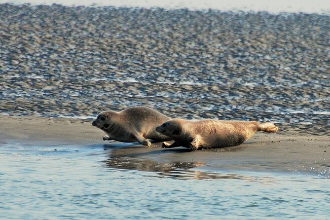 Seal Safari at UNESCO Site Waddensea from Amsterdam - Transportation and Group Size