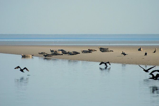 Seal Safari at UNESCO Site Waddensea from Amsterdam - Practical Considerations