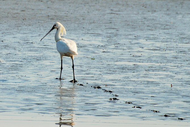 Seal Safari at UNESCO Site Waddensea from Amsterdam - The Sum Up
