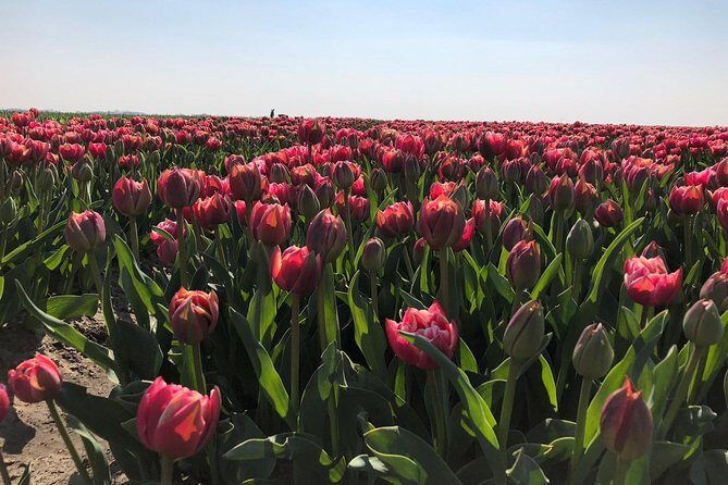 Seal Safari at UNESCO Site Waddensea from Amsterdam - Who is This Tour Best For?