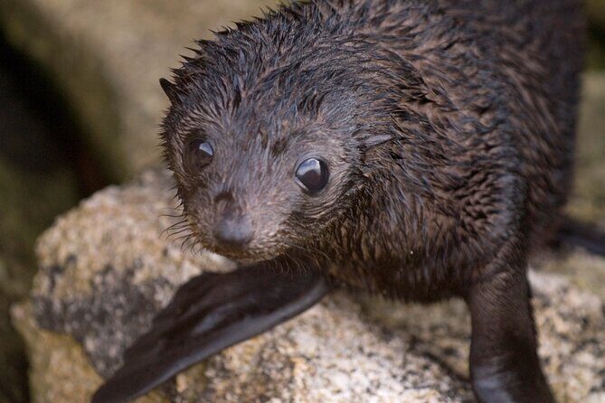 Seal Sanctuary Tour - Guided Kayaking - New Zealand - A Well-Rounded Look at the Seal Sanctuary Guided Kayaking Tour in New Zealand