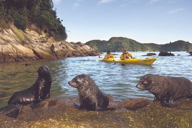 Seal Sanctuary Tour - Guided Kayaking - New Zealand - Who Would Love This Tour?