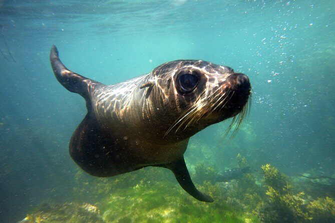 Seal Swimming Tour from Kaikoura - Discover the Joy of Seal Swimming in Kaikoura