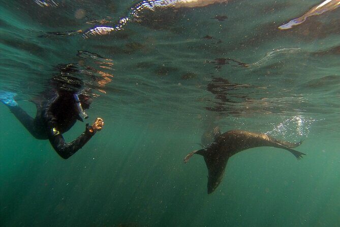 Seal Swimming Tour from Kaikoura - Final Thoughts: Is It Worth It?