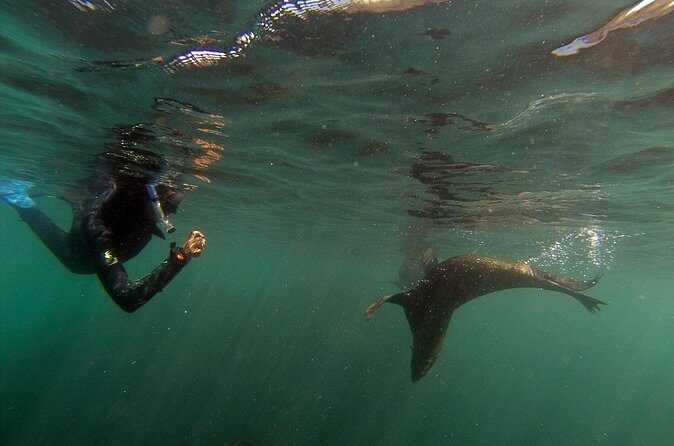 Seal Swimming Tour from Kaikoura - FAQ