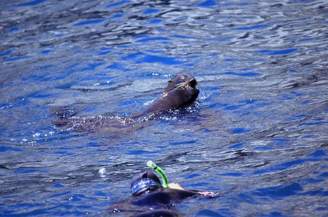 Seal Swimming Tour from Kaikoura - Wrapping Up