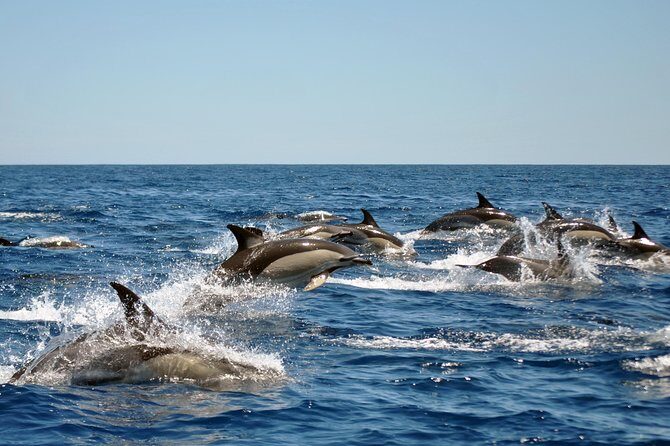 Sealife Sea Safari, Dolphin Watching with Marine Biologist's Lagos - Who Will Love This Tour?