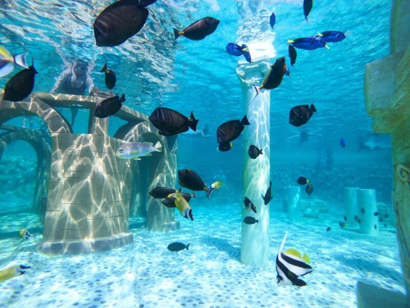 Seapark: Swimming in Pool Aquarium with Authentic Creatures - Practical Considerations and Tips