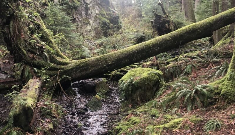 Seattle: Snoqualmie Falls and Twin Falls Guided Tour - Overview of the Tour Experience